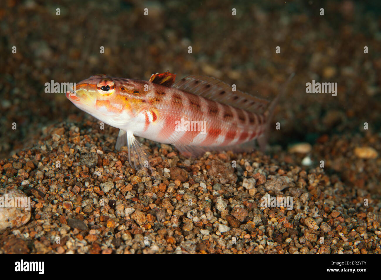 Red Spotted Sand Perch, Dauin, Dumaguete, Philippines Stock Photo - Alamy