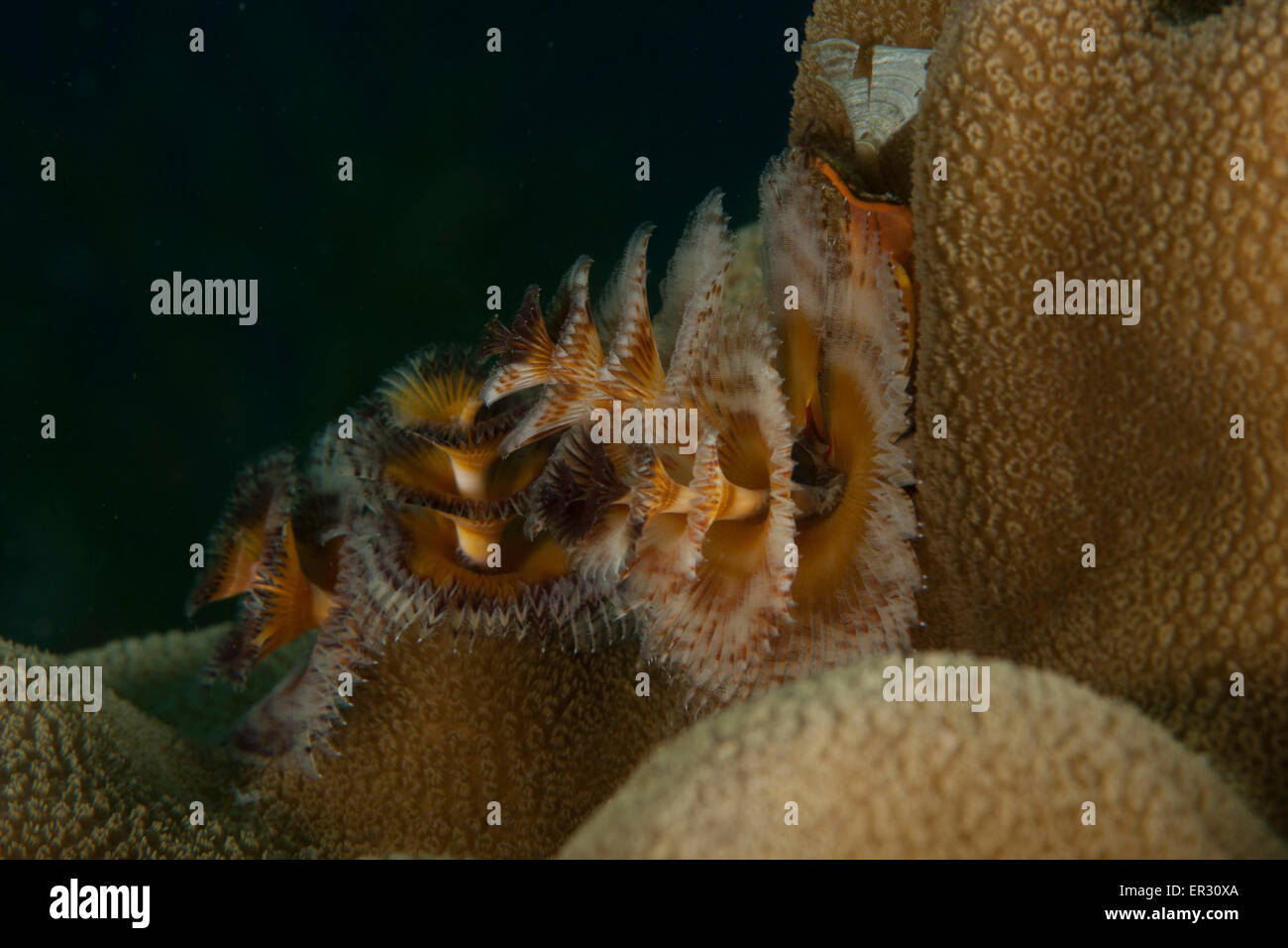 Philippine coral tree hi-res stock photography and images - Alamy