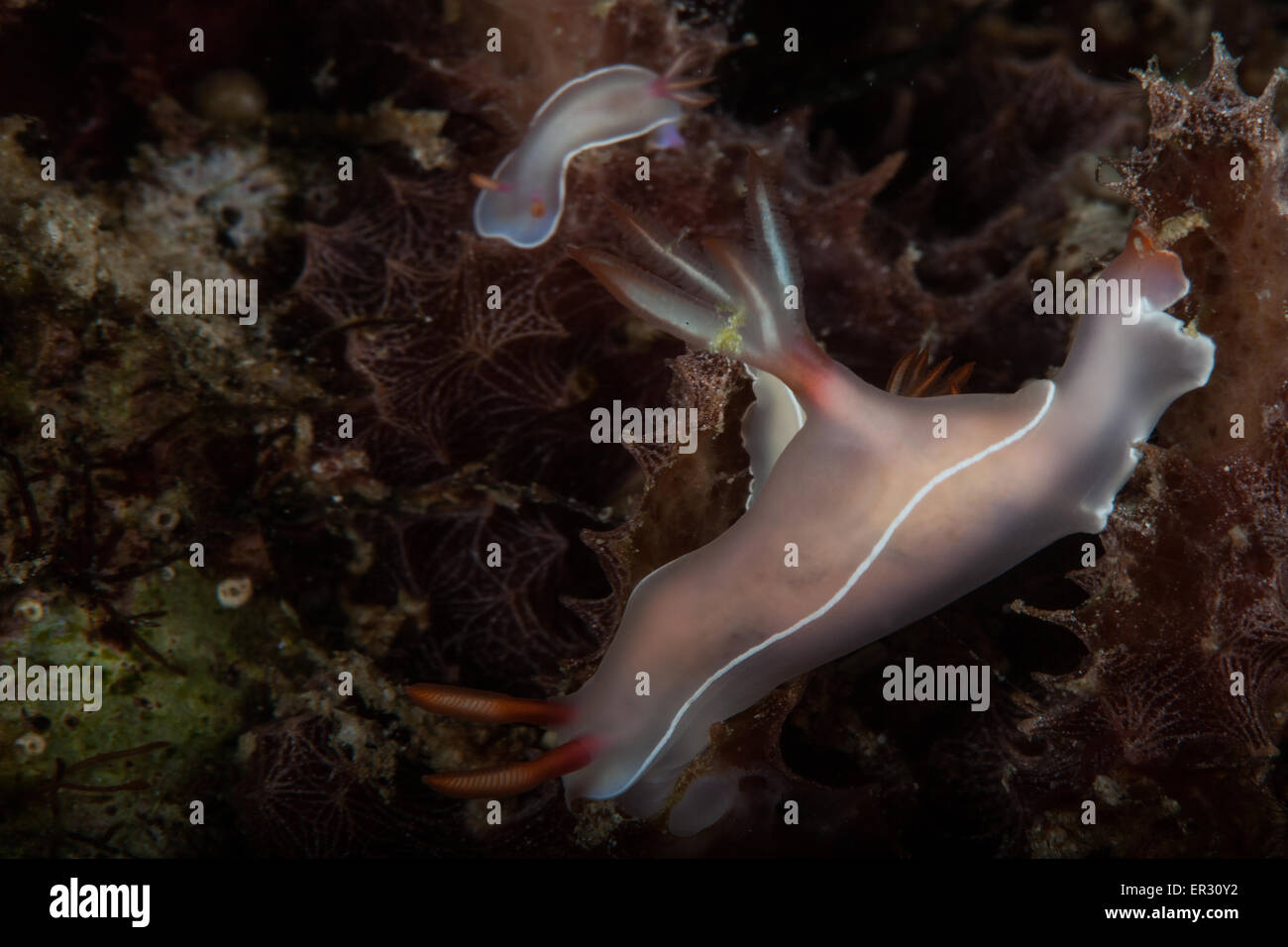 Bullockii hi-res stock photography and images - Alamy