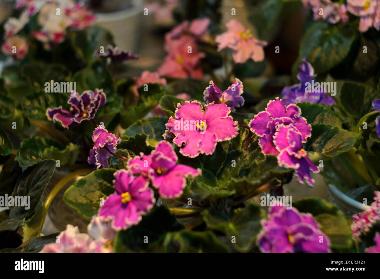 Violets flowers field in garden hi-res stock photography and images - Alamy