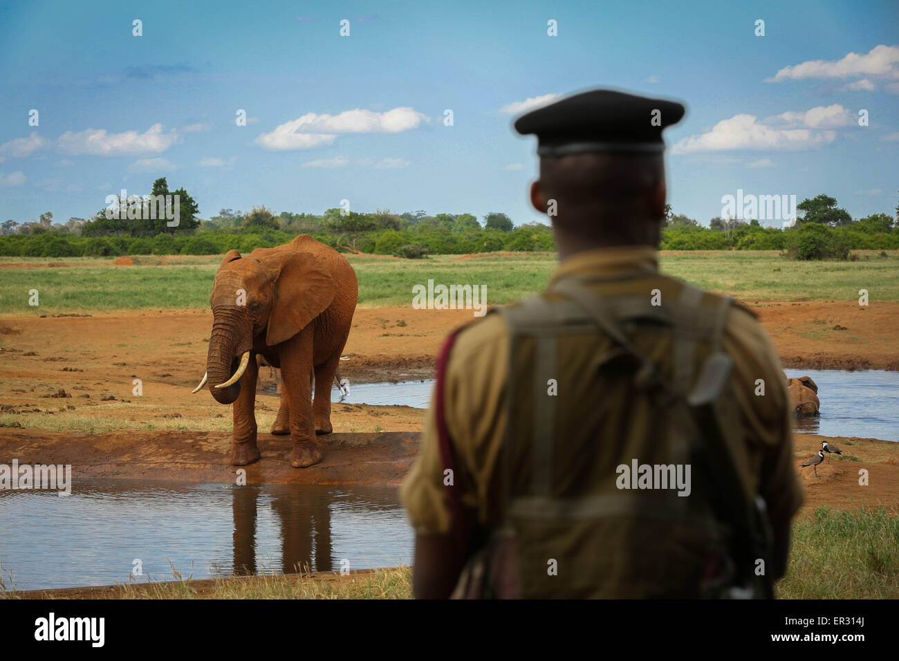 Elephant park guard hi-res stock photography and images - Alamy