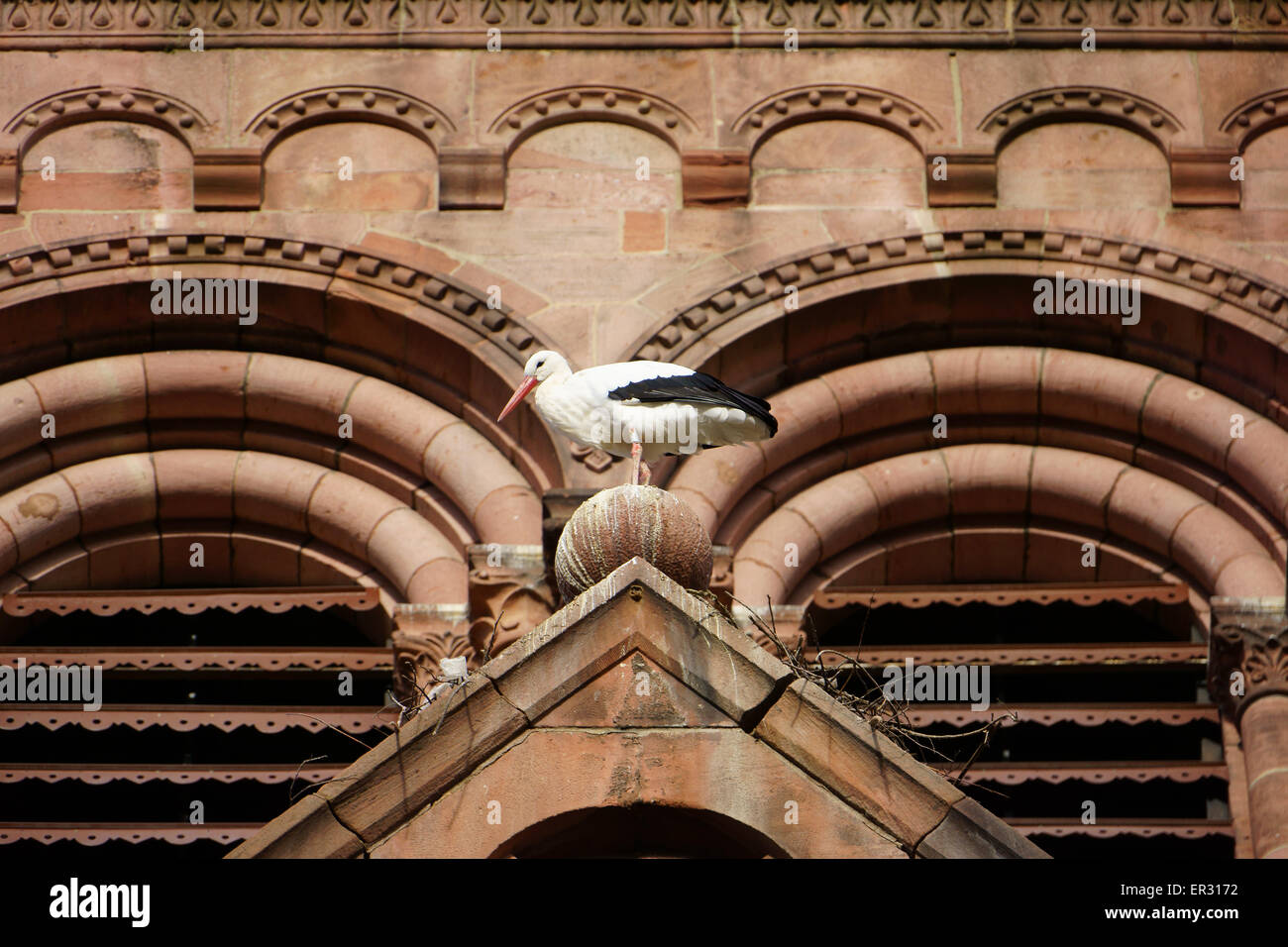 Stork, Cathedral of Munster, Alasace, france Stock Photo - Alamy