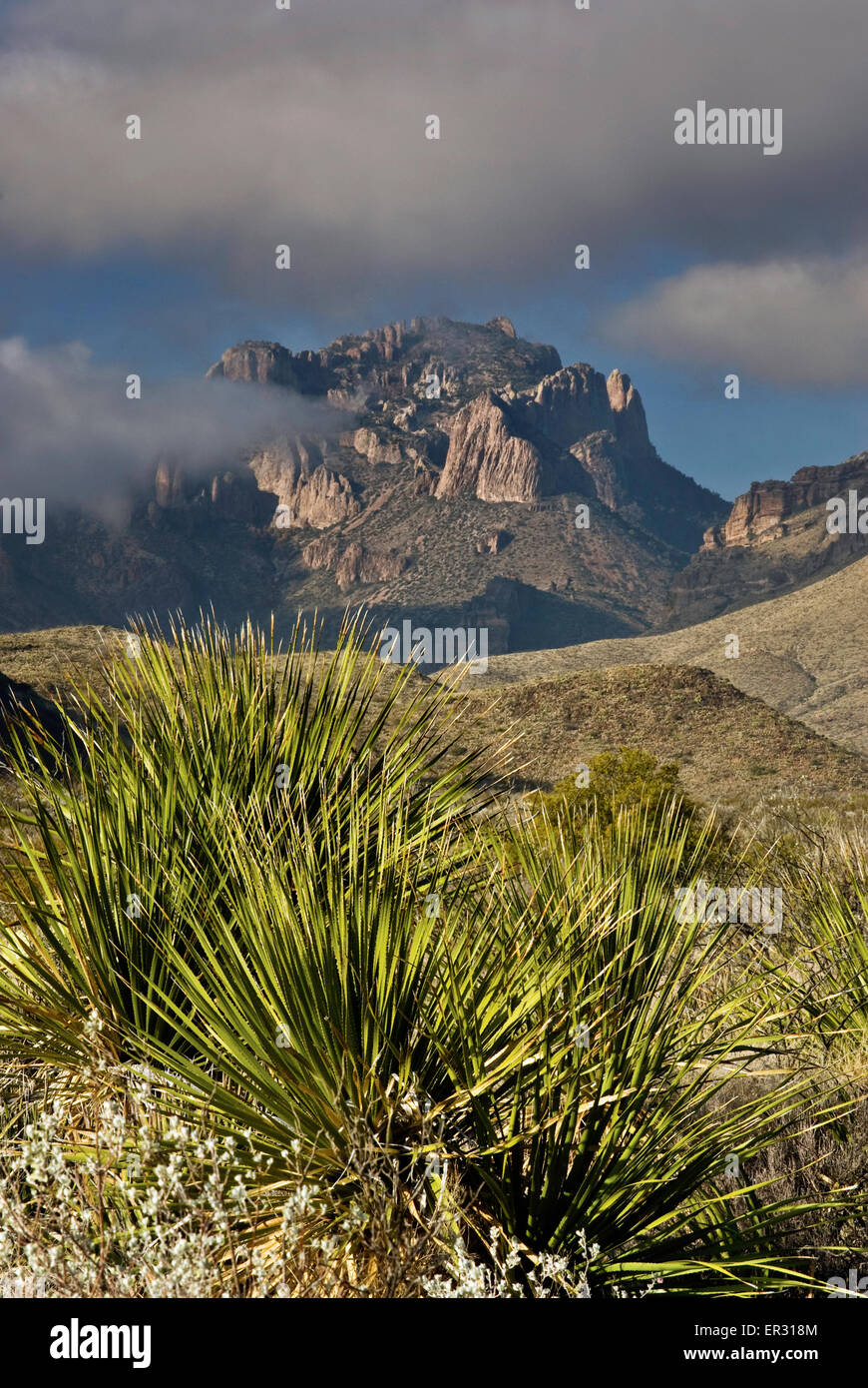 Crown Mountain In Chisos Mountains With Sotol Plants In Foreground