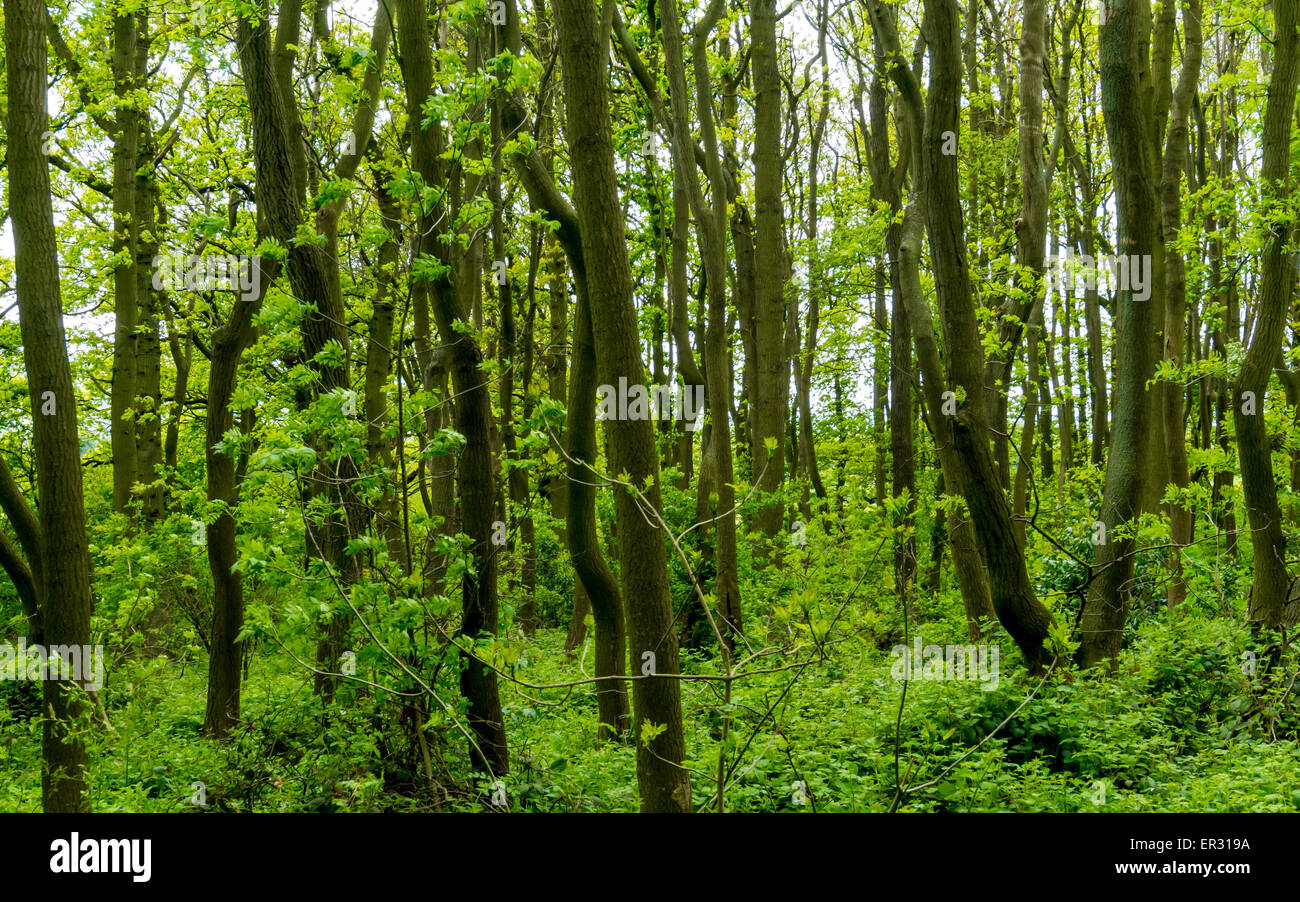 Old trees in wood hi-res stock photography and images - Alamy