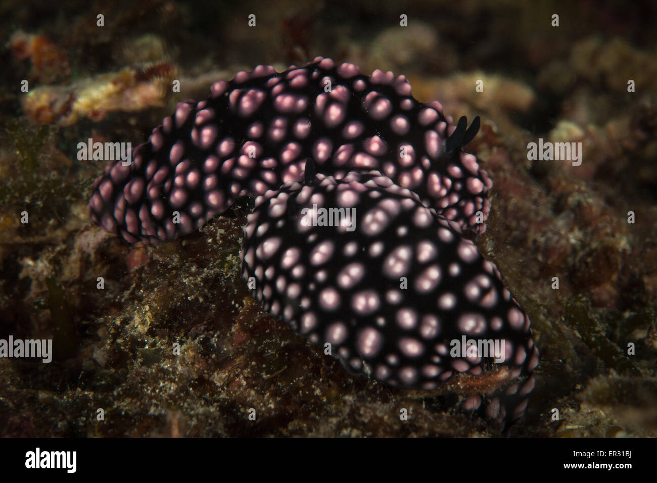 Phyllidiella nigra hi-res stock photography and images - Alamy