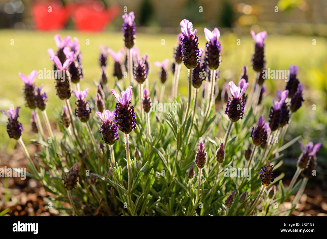 Lavender in the garden Stock Photo - Alamy