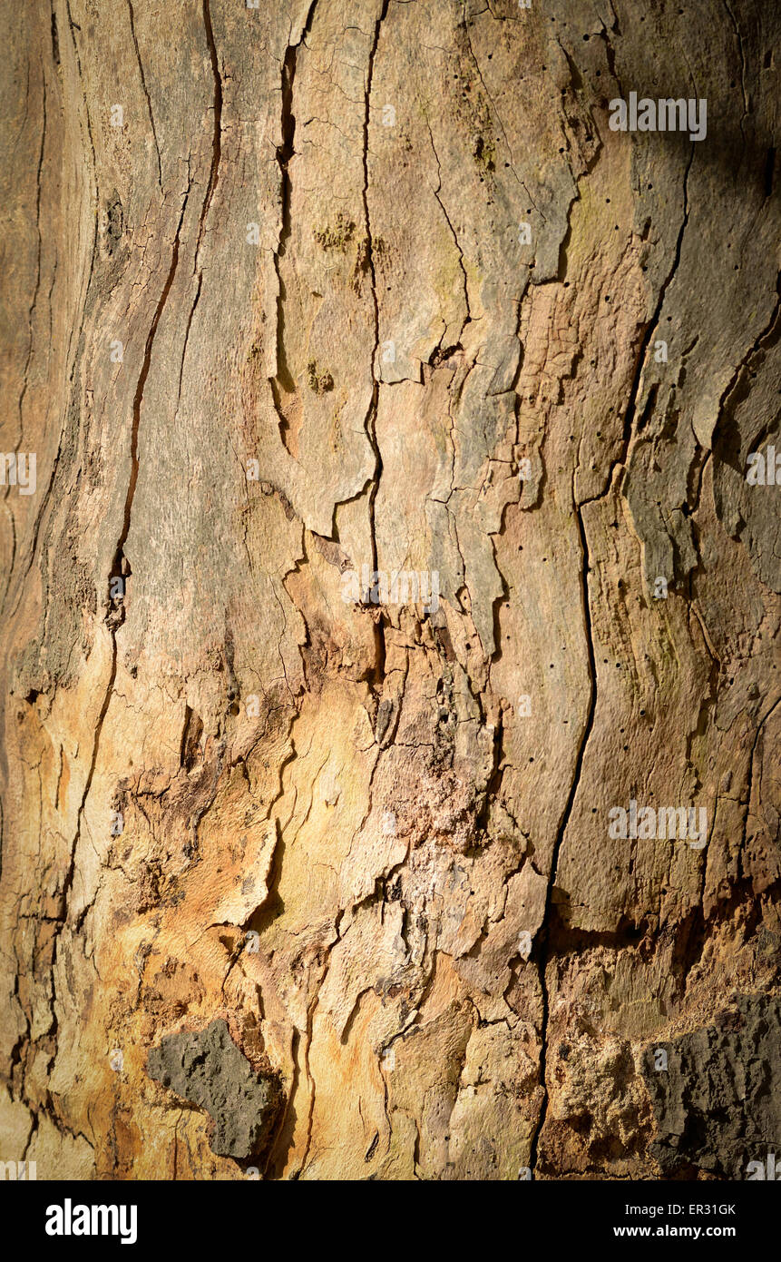 Old tree background texture Stock Photo - Alamy