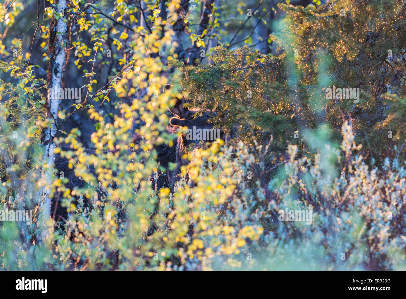 Moose, Alces alces, hiding behind trees Stock Photo - Alamy