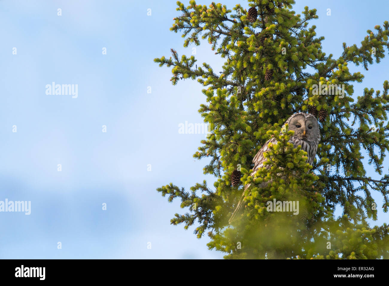 Ural owl, Strix uralensis, sitting in a spruce Stock Photo - Alamy