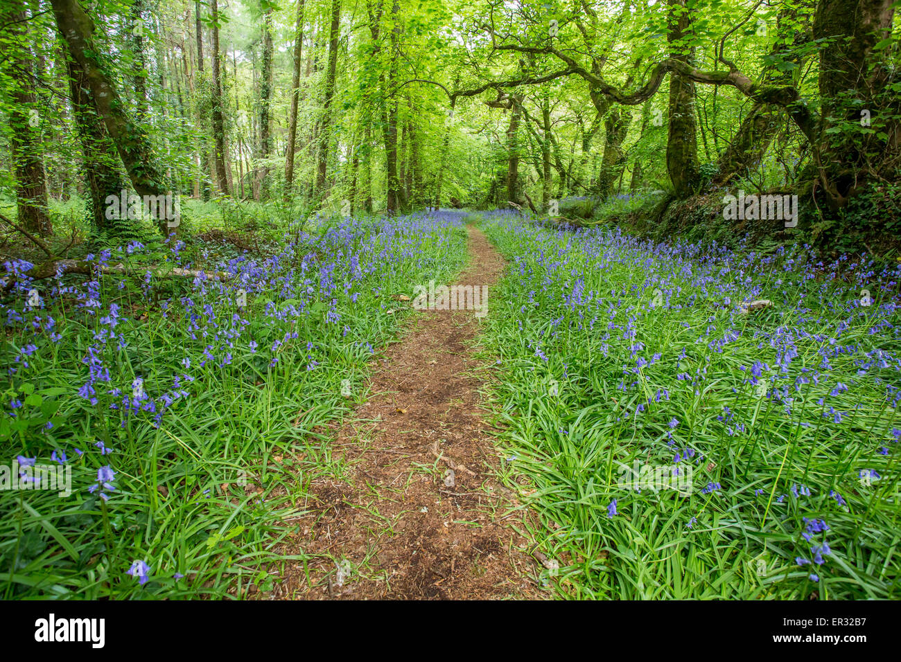 Blue bell path way through the woods at godolphin cornwall england uk ...