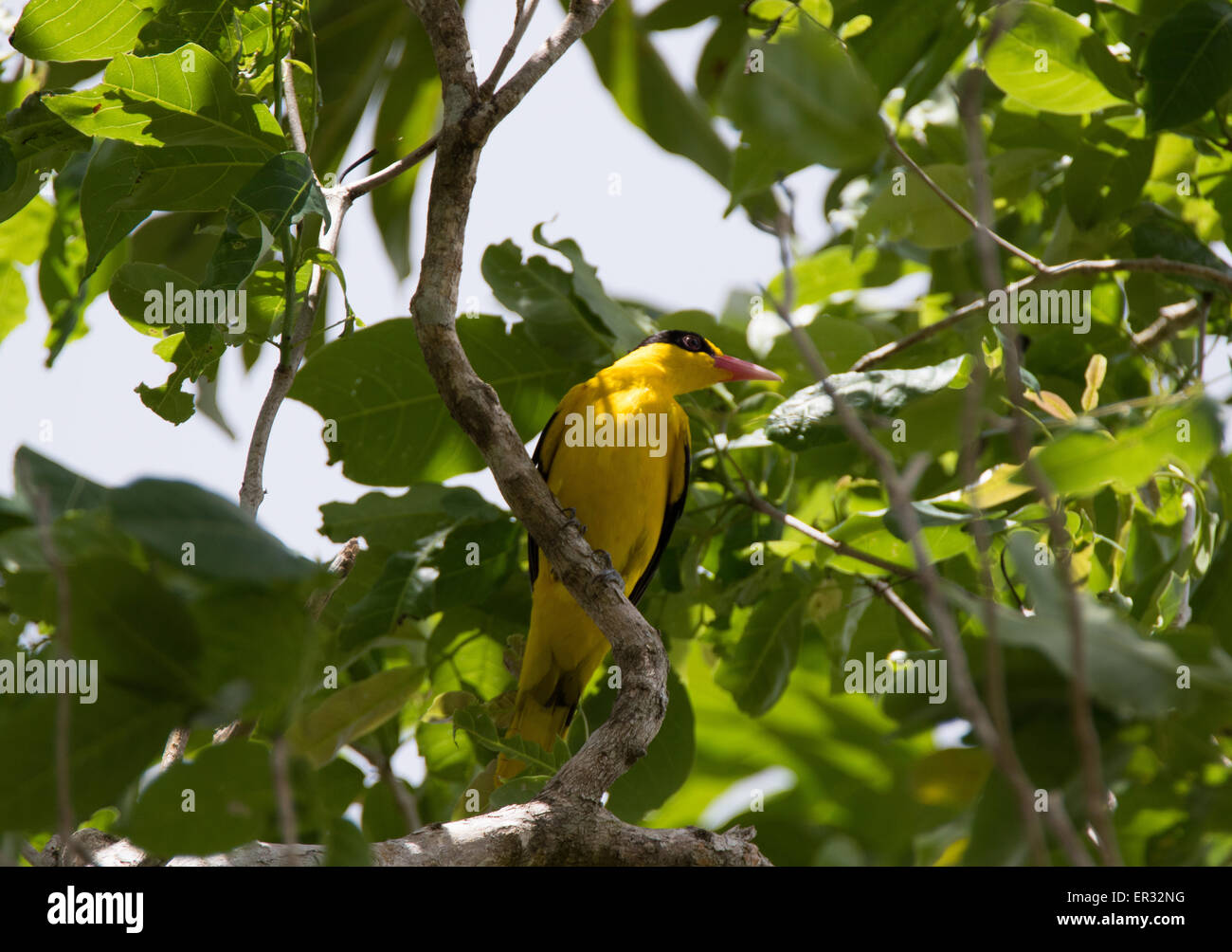 Antolihao hi-res stock photography and images - Alamy
