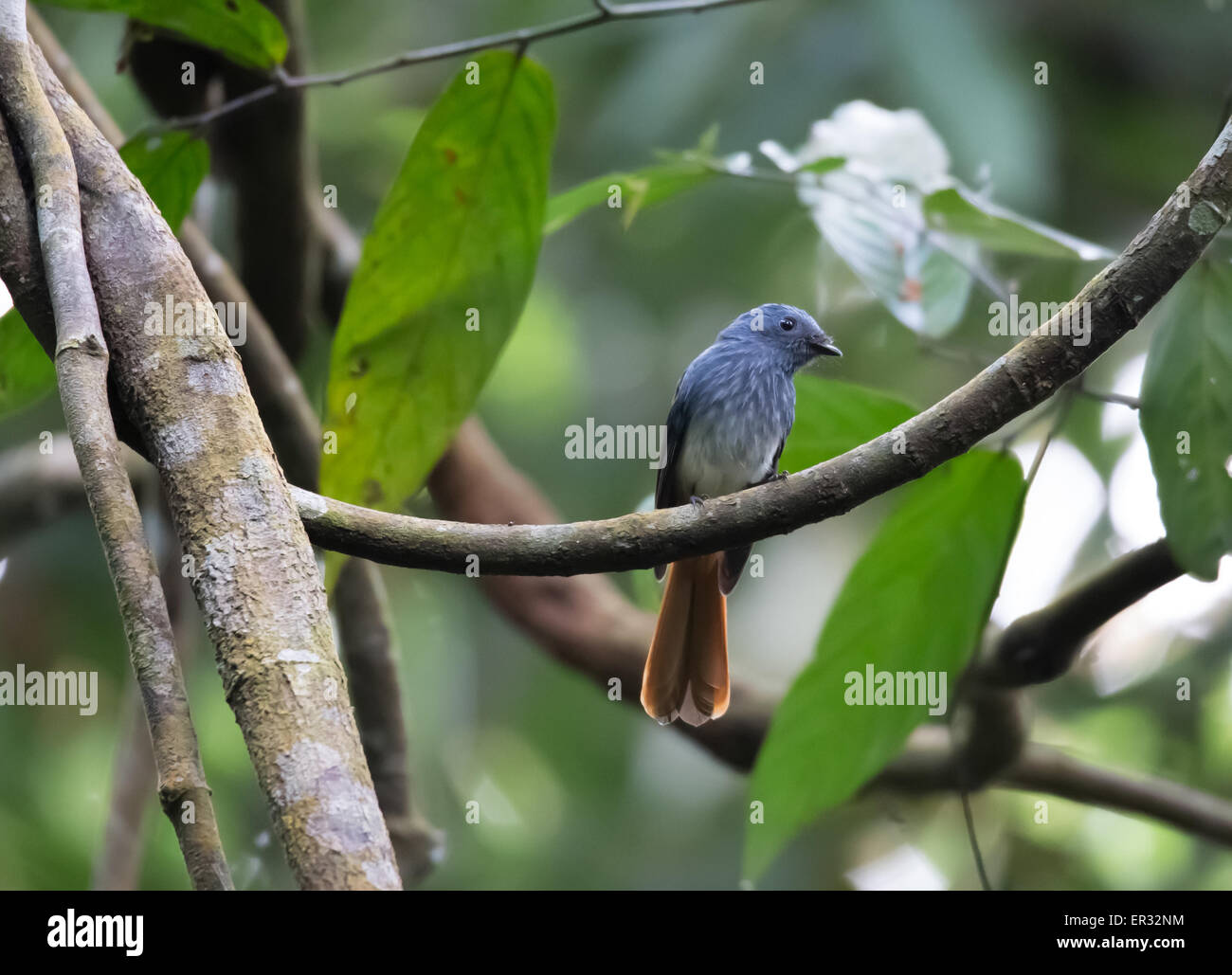 Blue headed fantail hi-res stock photography and images - Alamy