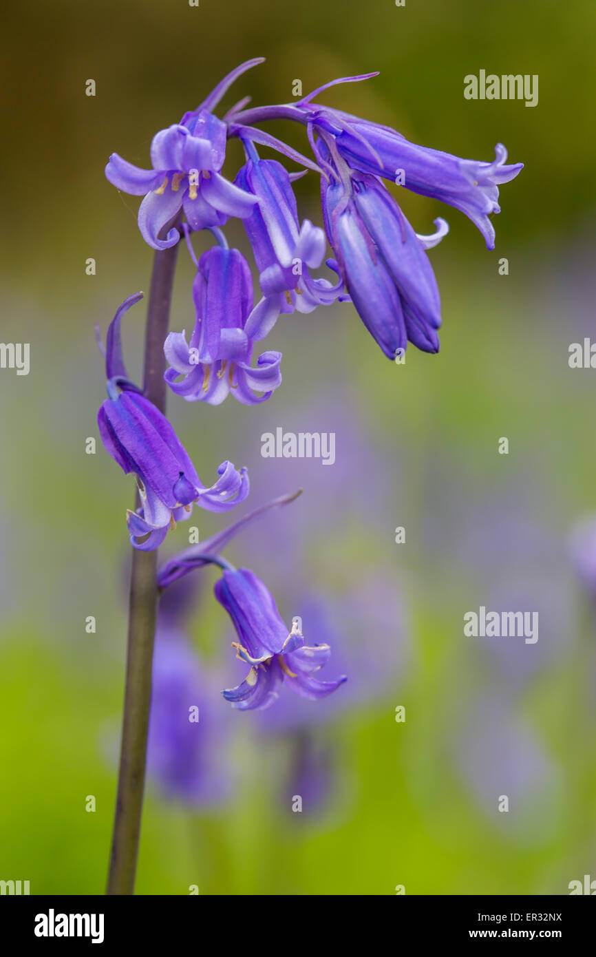 Bluebell close up native species england uk Stock Photo - Alamy