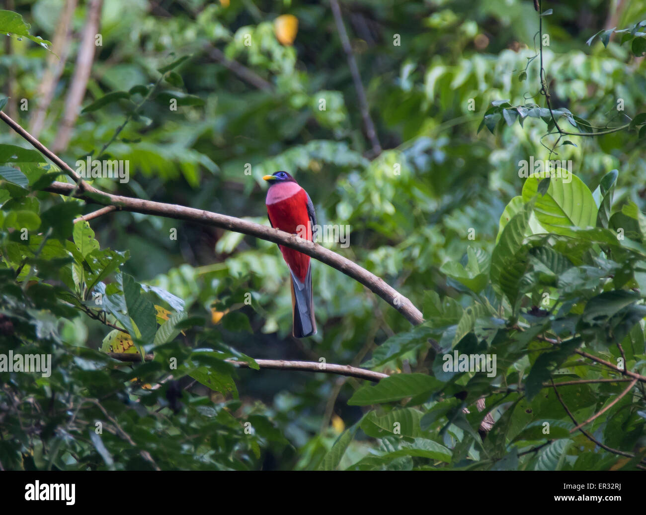 Philippine trogon hi-res stock photography and images - Alamy