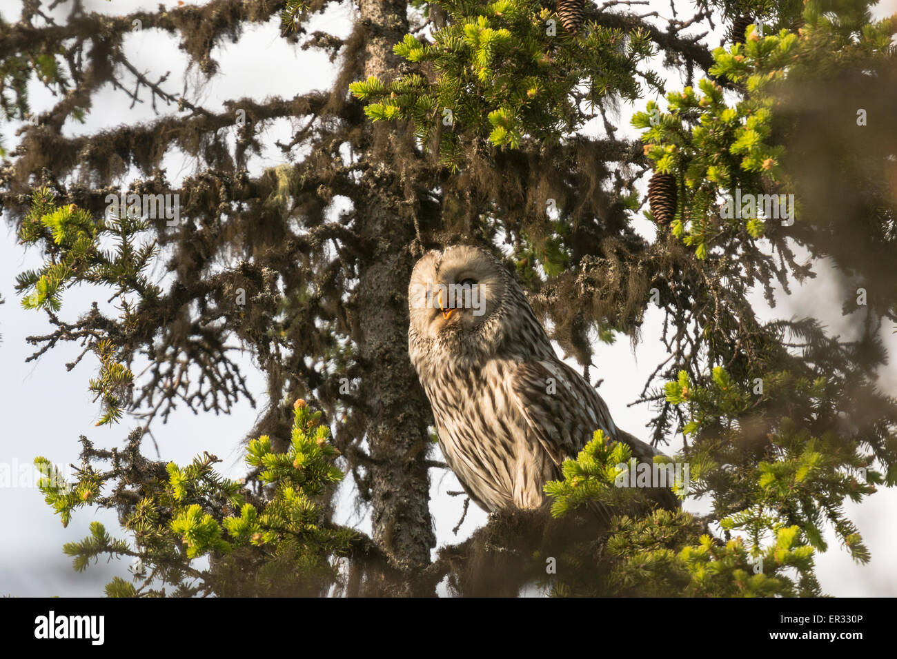 Ural owl, Strix uralensis, sitting in a spruce Stock Photo - Alamy