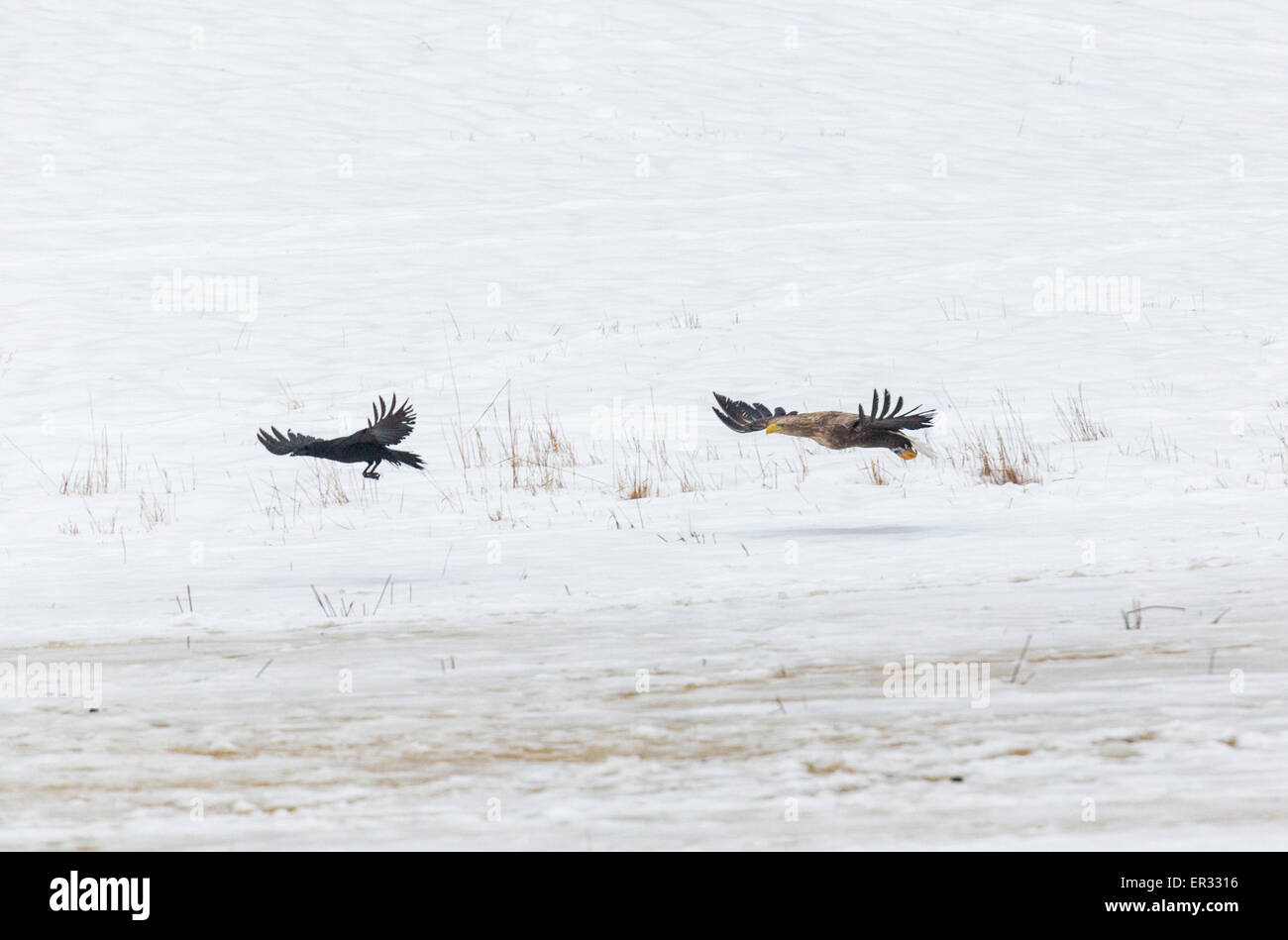 Adult White-tailed eagle, Haliaeetus albicilla, flying chasing a Common ...