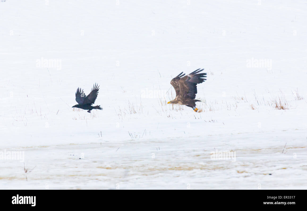 Eagle chasing prey hi-res stock photography and images - Alamy