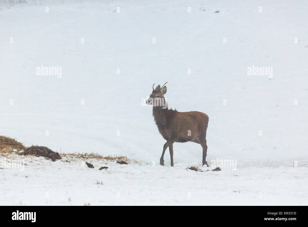 Fallow deer, Dama dama, in winter landscape Stock Photo - Alamy