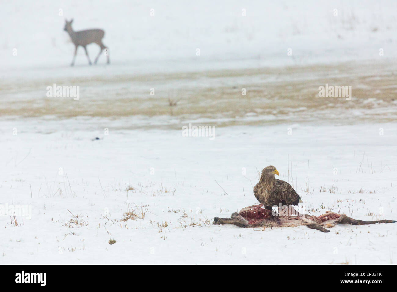 White tailed deer carcass hi-res stock photography and images - Alamy