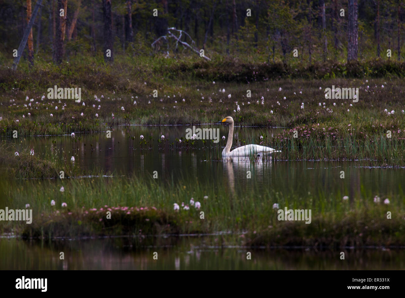 Whooper swan, Cygnus cygnus, lying among buckbean flowers Stock Photo ...