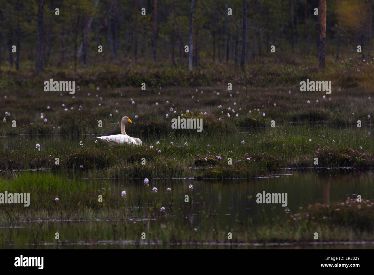 Whooper swan, Cygnus cygnu, lying among buckbean flowers Stock Photo ...