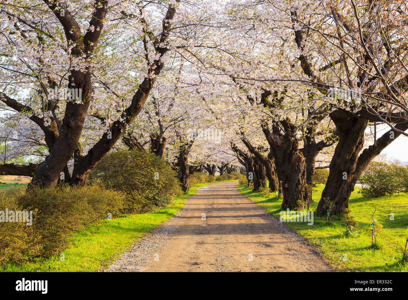 Cherry blossoms bloom path of Kitakami Tenshochi, Iwate, Japan Stock ...