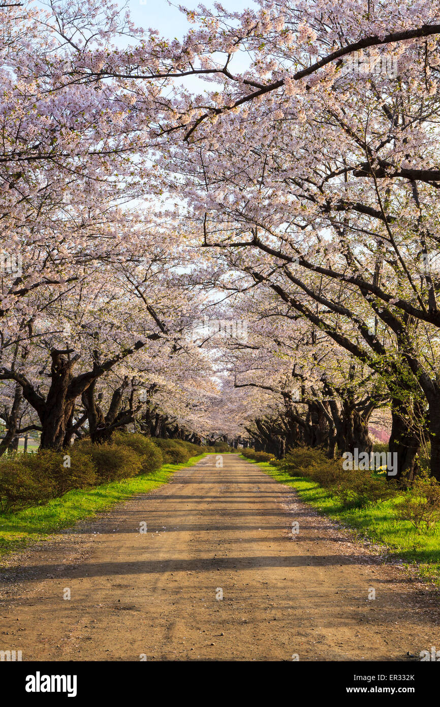 Kitakami hi-res stock photography and images - Alamy