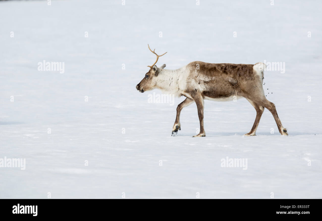 Reindeer walking on snow Stock Photo - Alamy