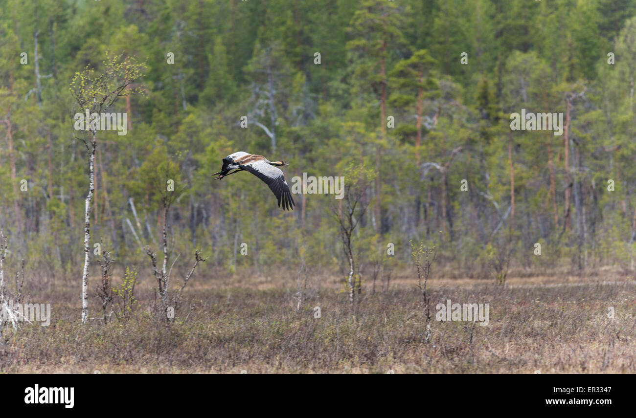 Birds flying over swamp hi-res stock photography and images - Alamy