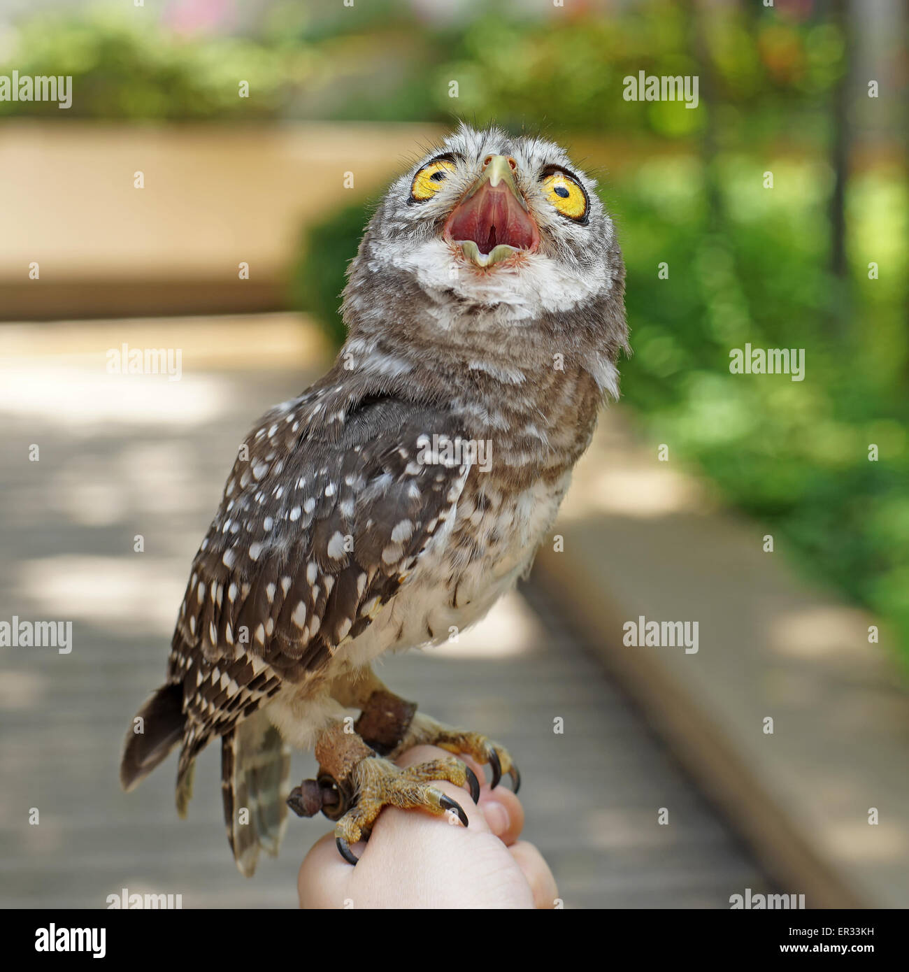 spotted owlet or athene brama bird on a hand Stock Photo - Alamy
