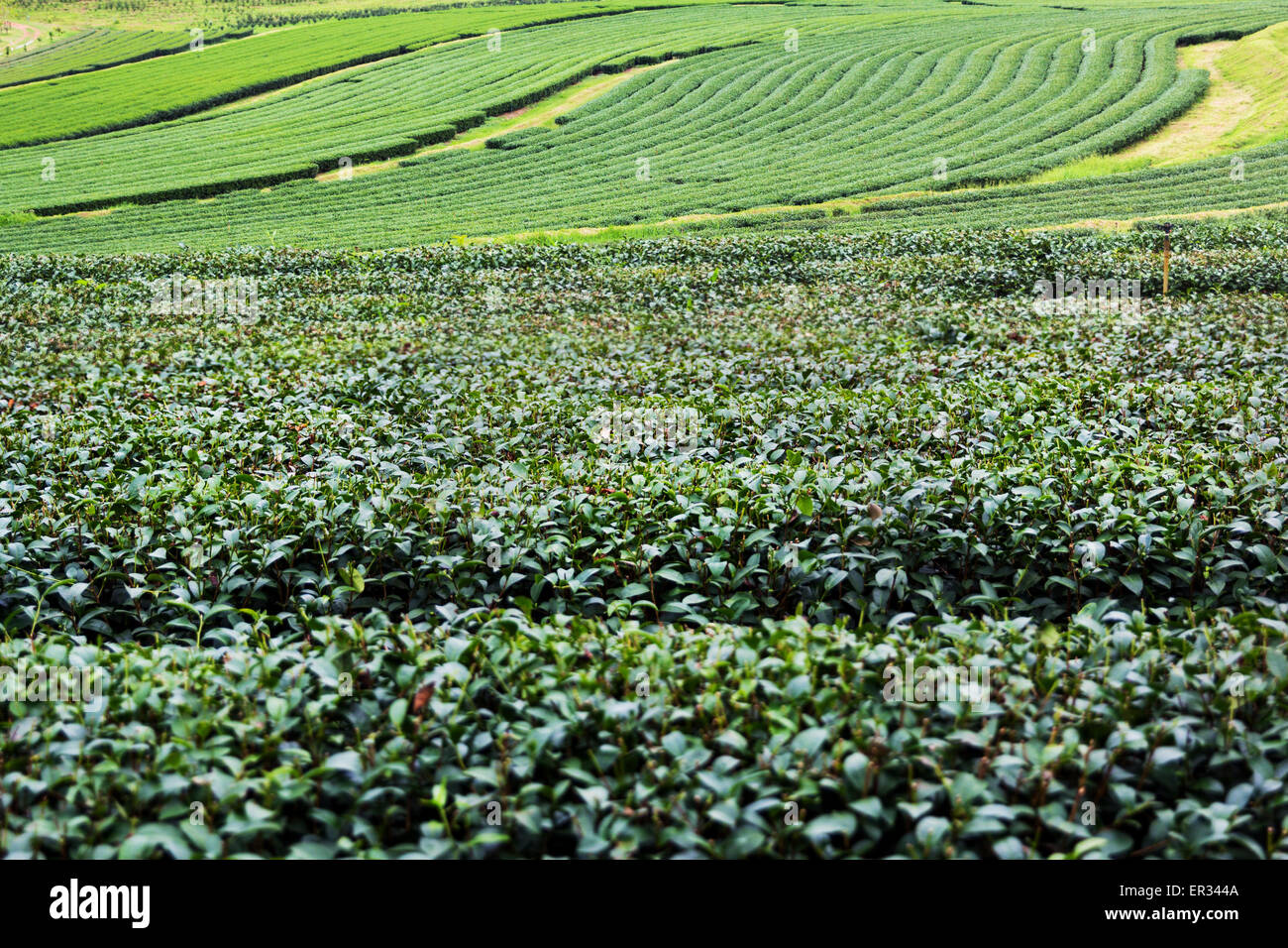 Green tea farm plantation Stock Photo - Alamy