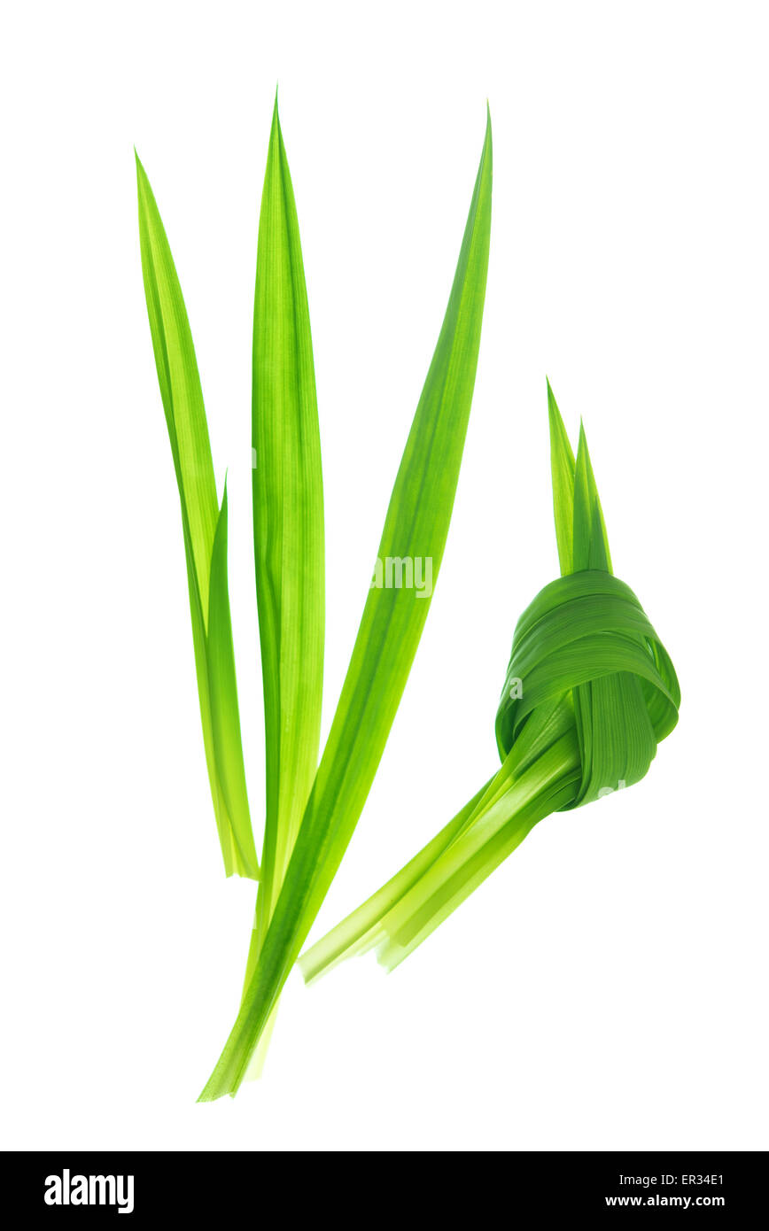 Fresh Pandan leaves isolated on white background Stock Photo - Alamy