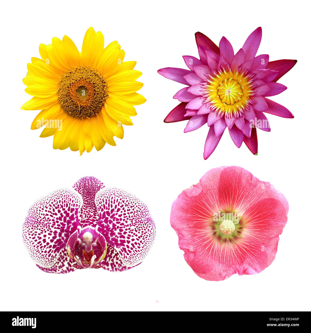 colorful floral collage lotus; orchid; sunflower; hollyhock isolated on ...