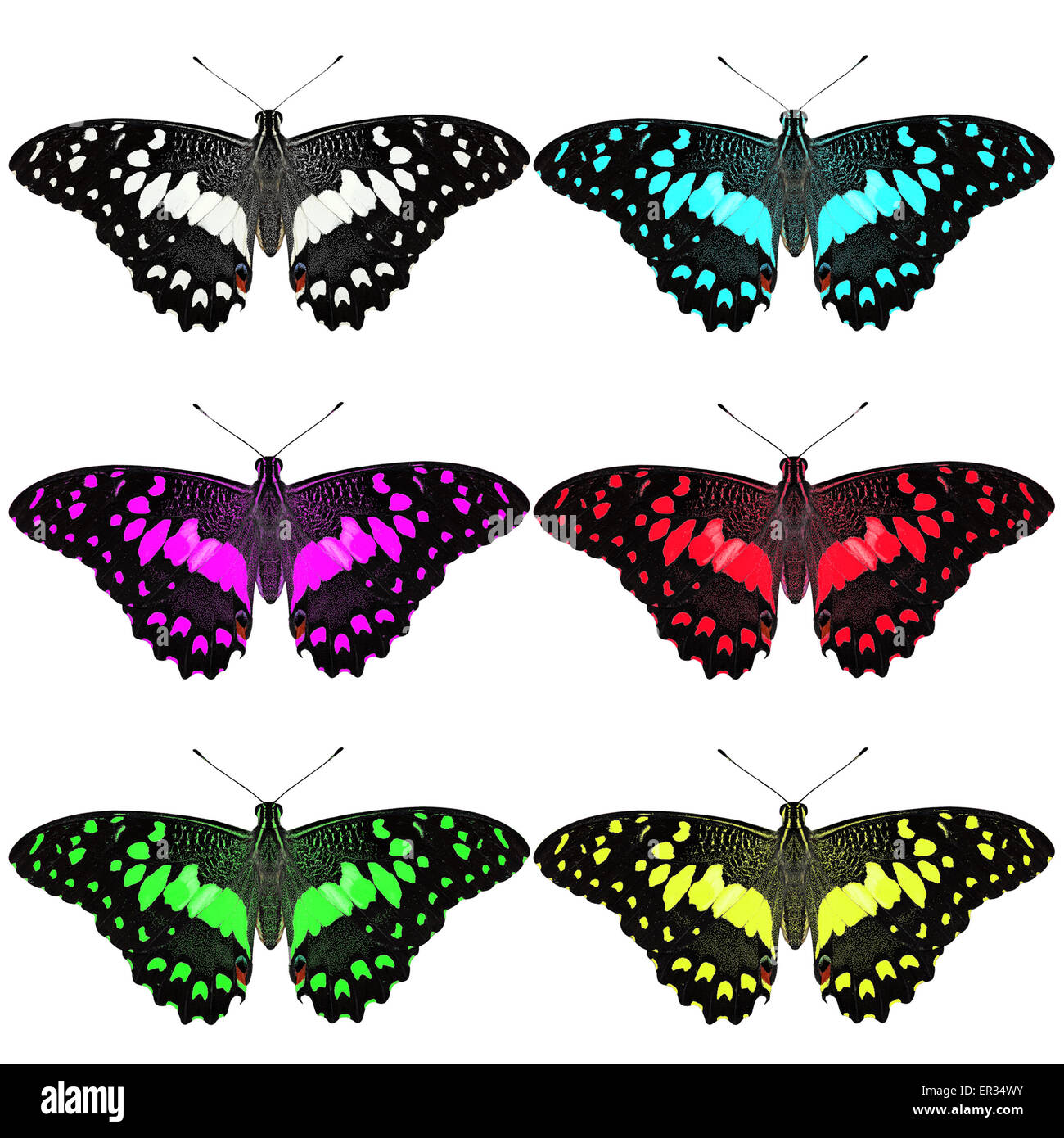 exotic colorl butterfly isolated on white background Stock Photo - Alamy