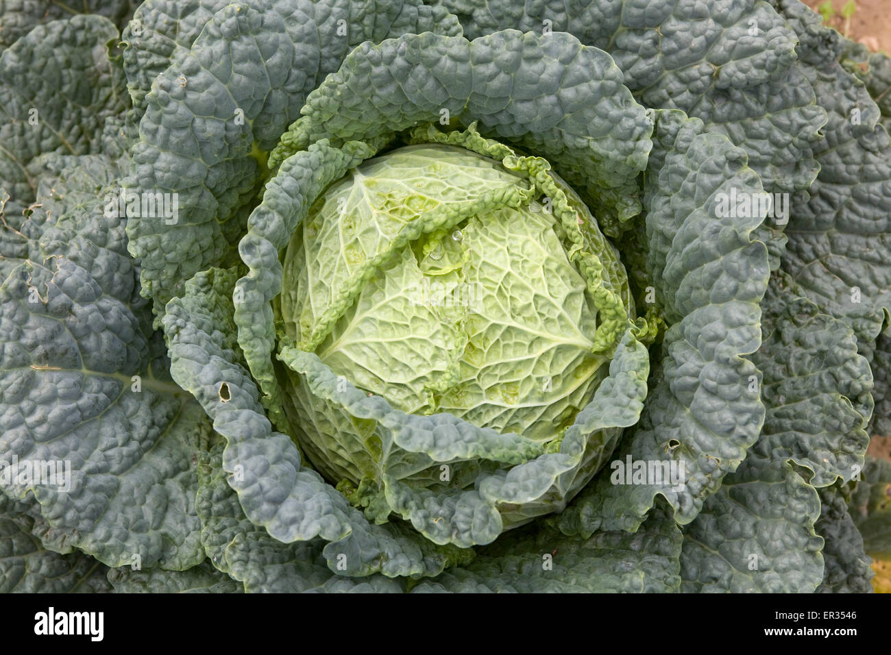 DEU, Germany, savoy cabbage. DEU, Deutschland, Wirsing Stock Photo - Alamy