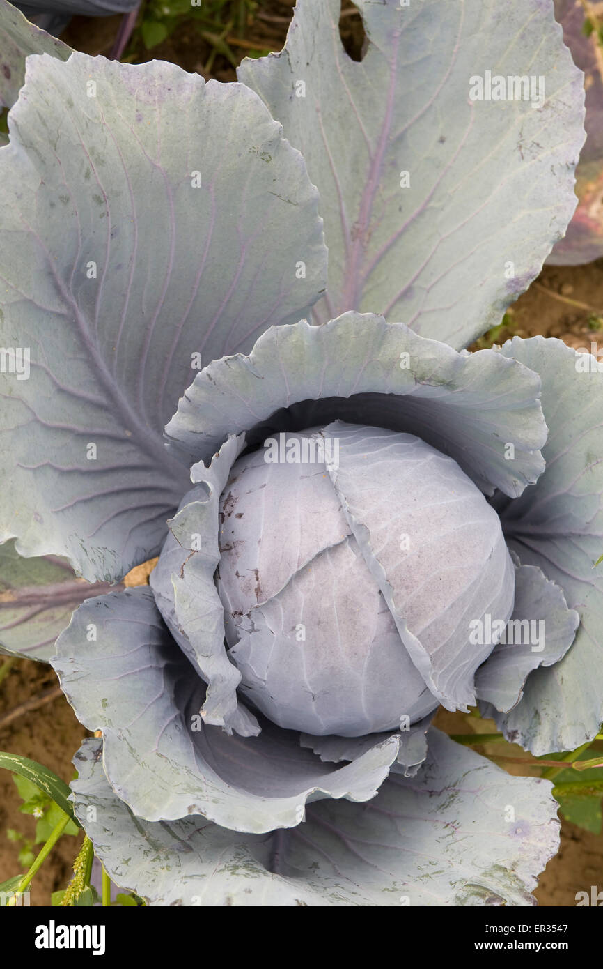 DEU, Germany, red cabbage. DEU, Deutschland, Rotkohl Stock Photo - Alamy