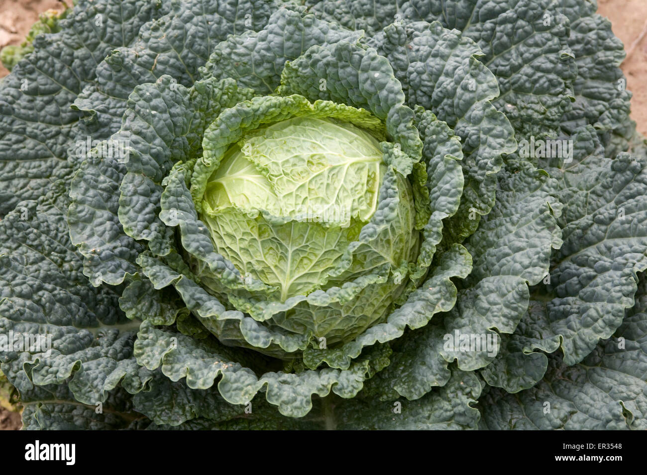 Nahrungsmittelanbau hi-res stock photography and images - Alamy