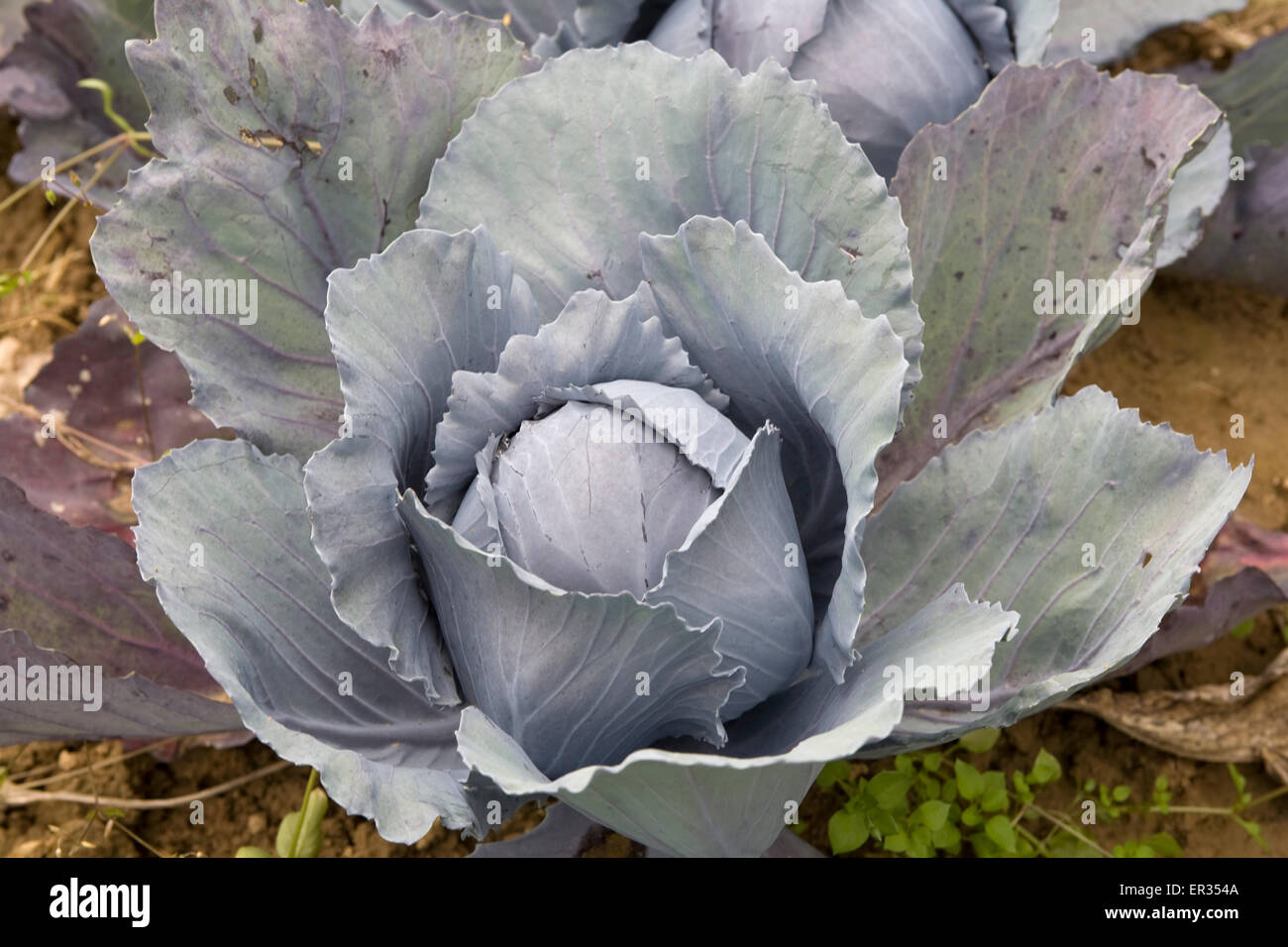DEU, Germany, red cabbage. DEU, Deutschland, Rotkohl Stock Photo - Alamy