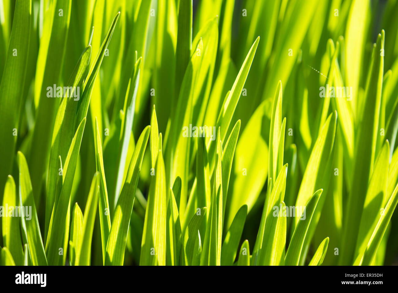 Macro view of the first spring sprouts of rich green grass, suitable as ...