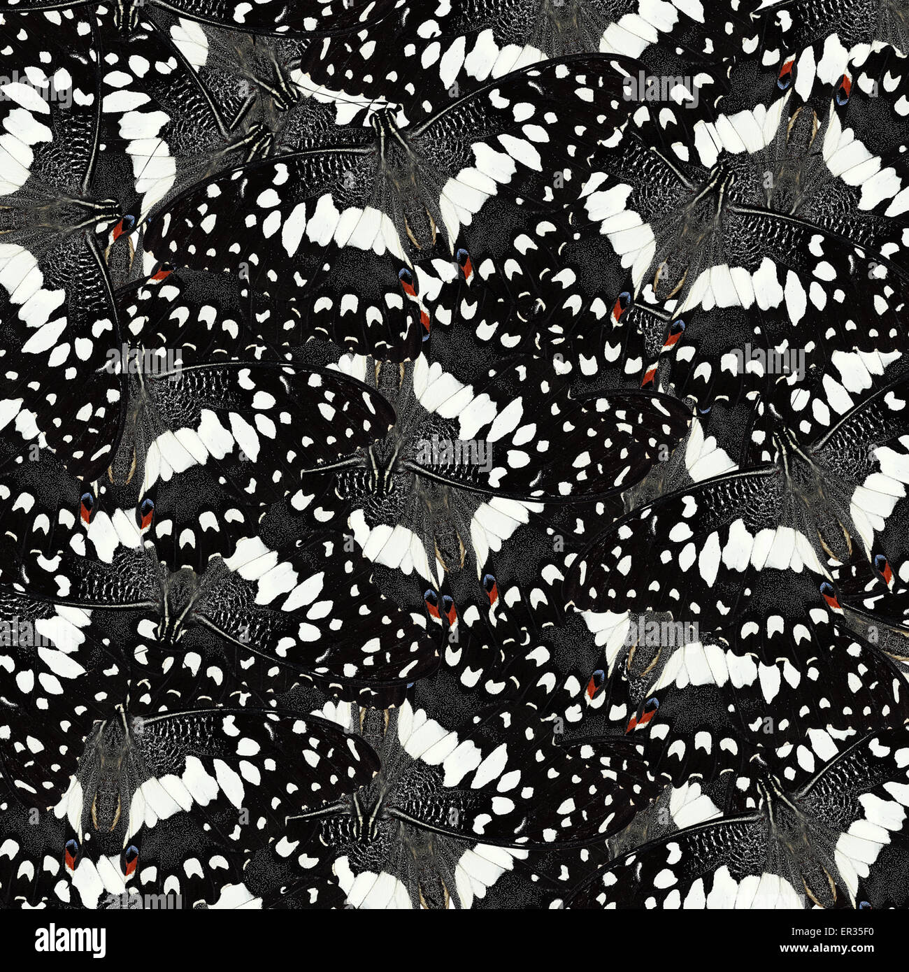 exotic color butterfly as nature background Stock Photo - Alamy