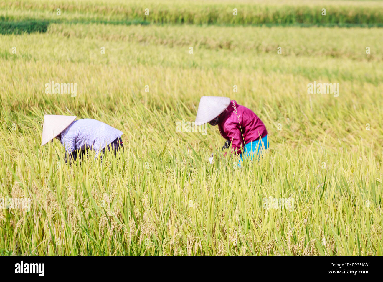 Rice field terraces in Vietnam Stock Photo - Alamy