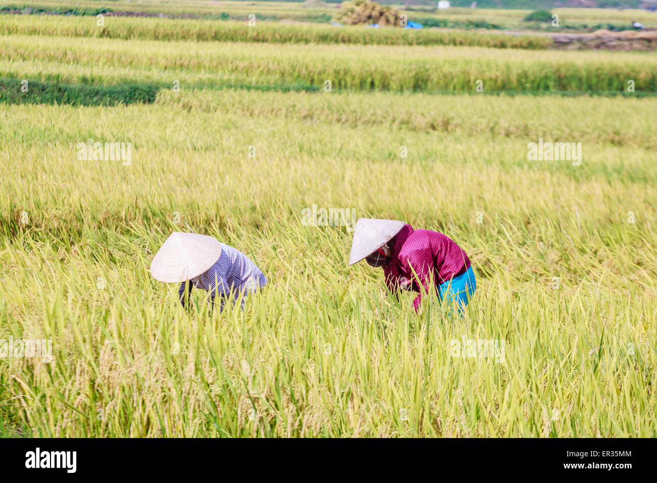 Rice field terraces in Vietnam Stock Photo - Alamy