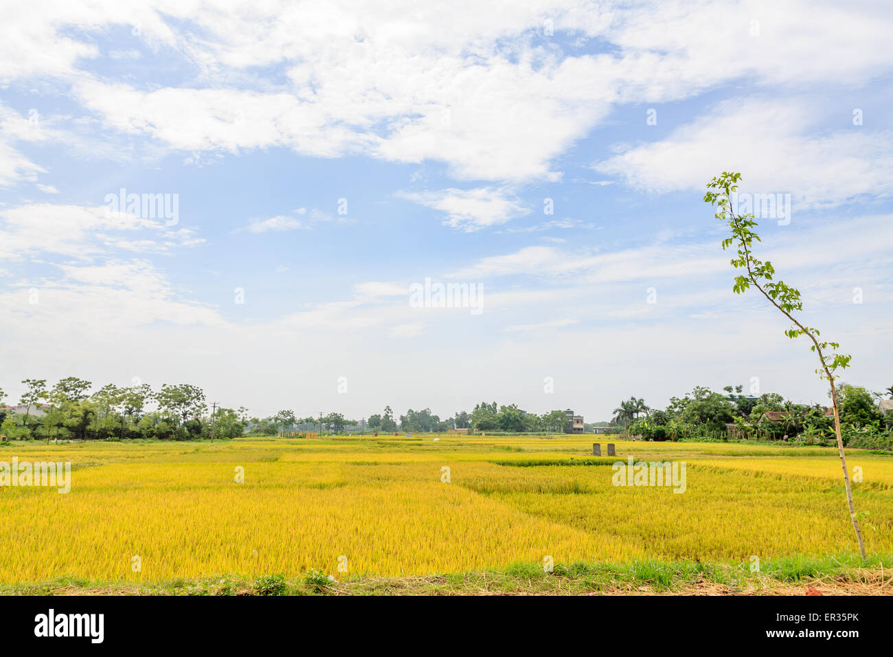 Rice field terraces in Vietnam Stock Photo - Alamy