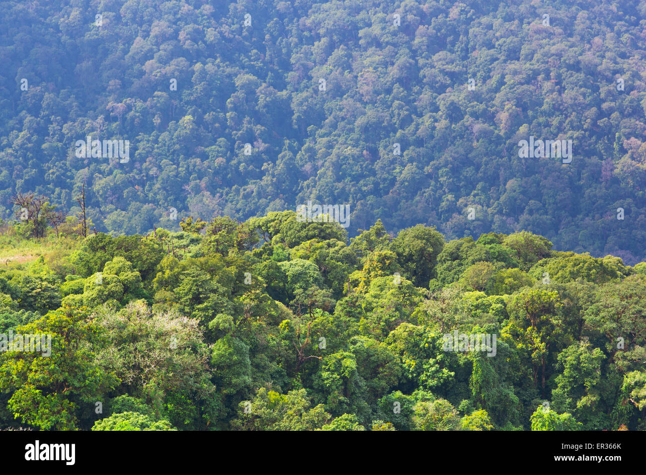 forest high angle view layer with copy space on above Stock Photo - Alamy