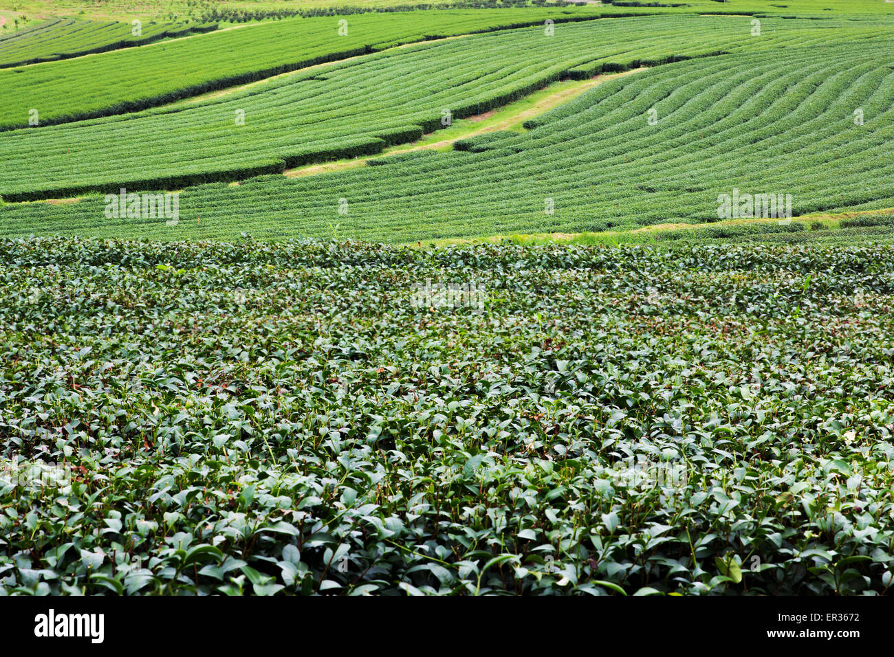 Green tea farm plantation Stock Photo - Alamy