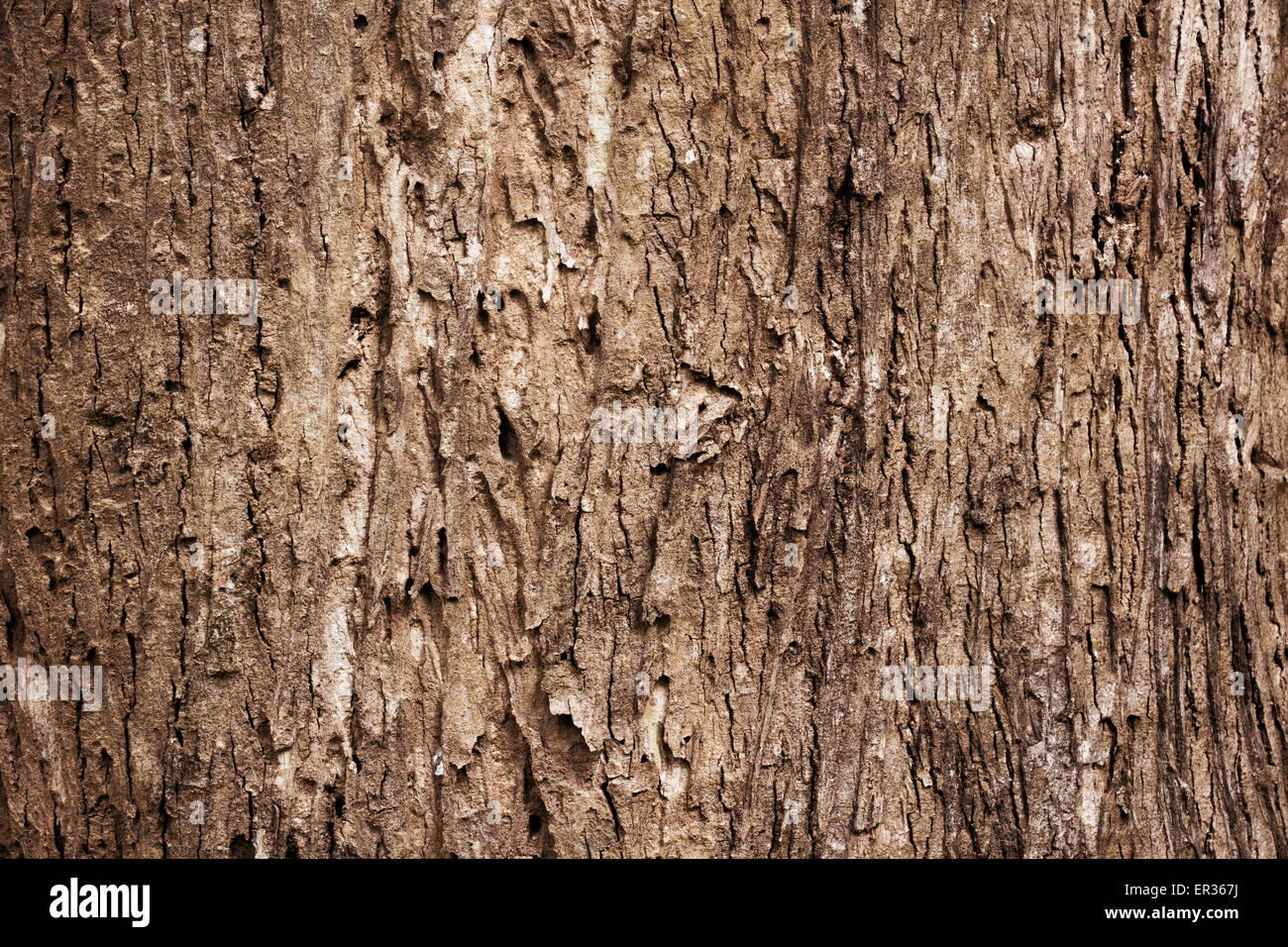 Tree bark texture full frame in nature Stock Photo - Alamy