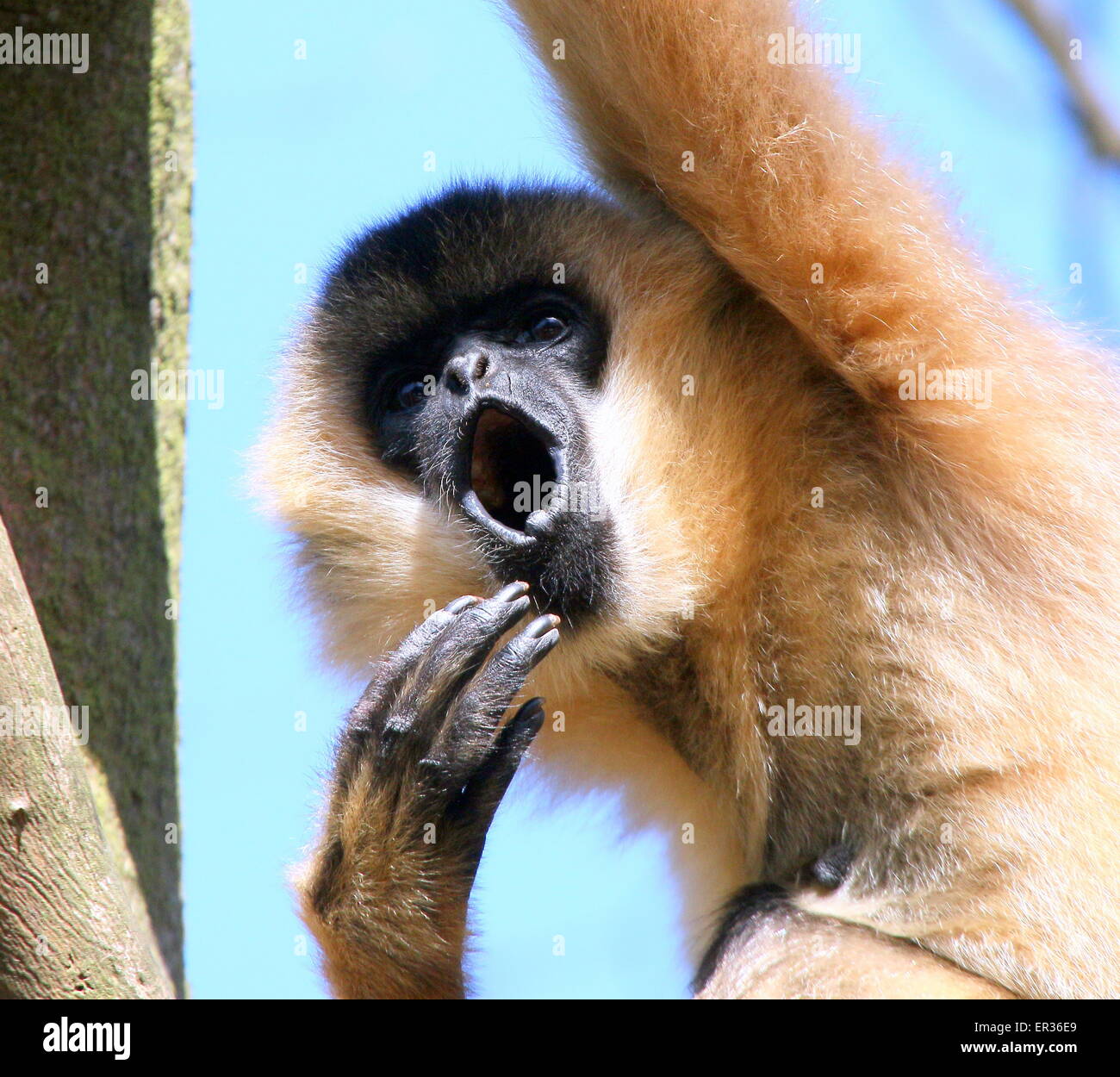 Female Southeast Asian Northern white cheeked gibbon (Nomascus ...