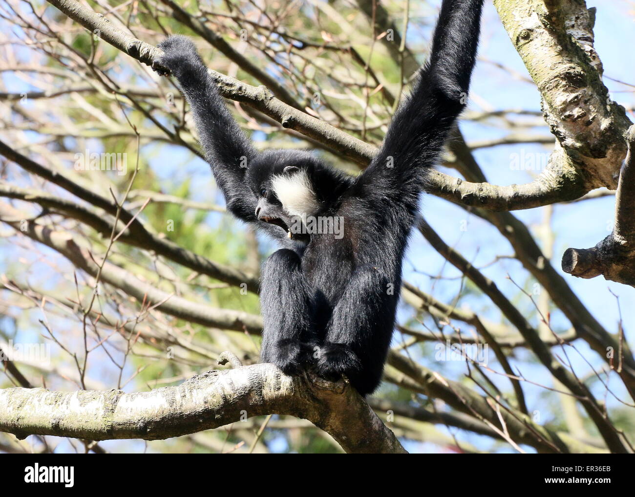 Male Southeast Asian Northern white cheeked gibbon (Nomascus leucogenys ...