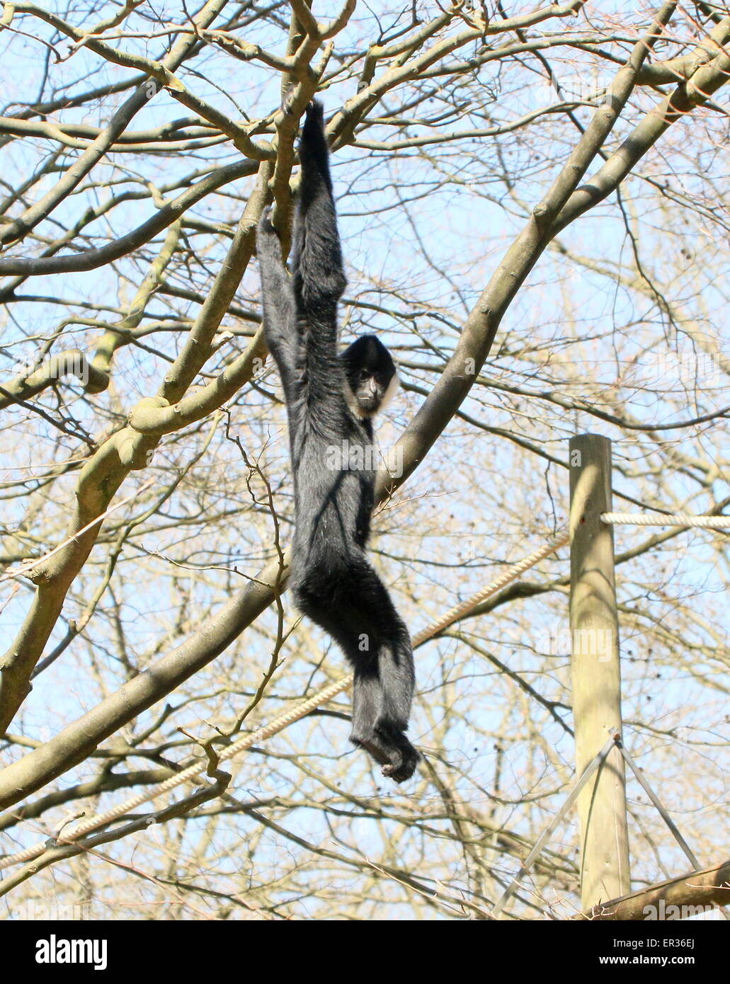 Gibbon laos hi-res stock photography and images - Alamy