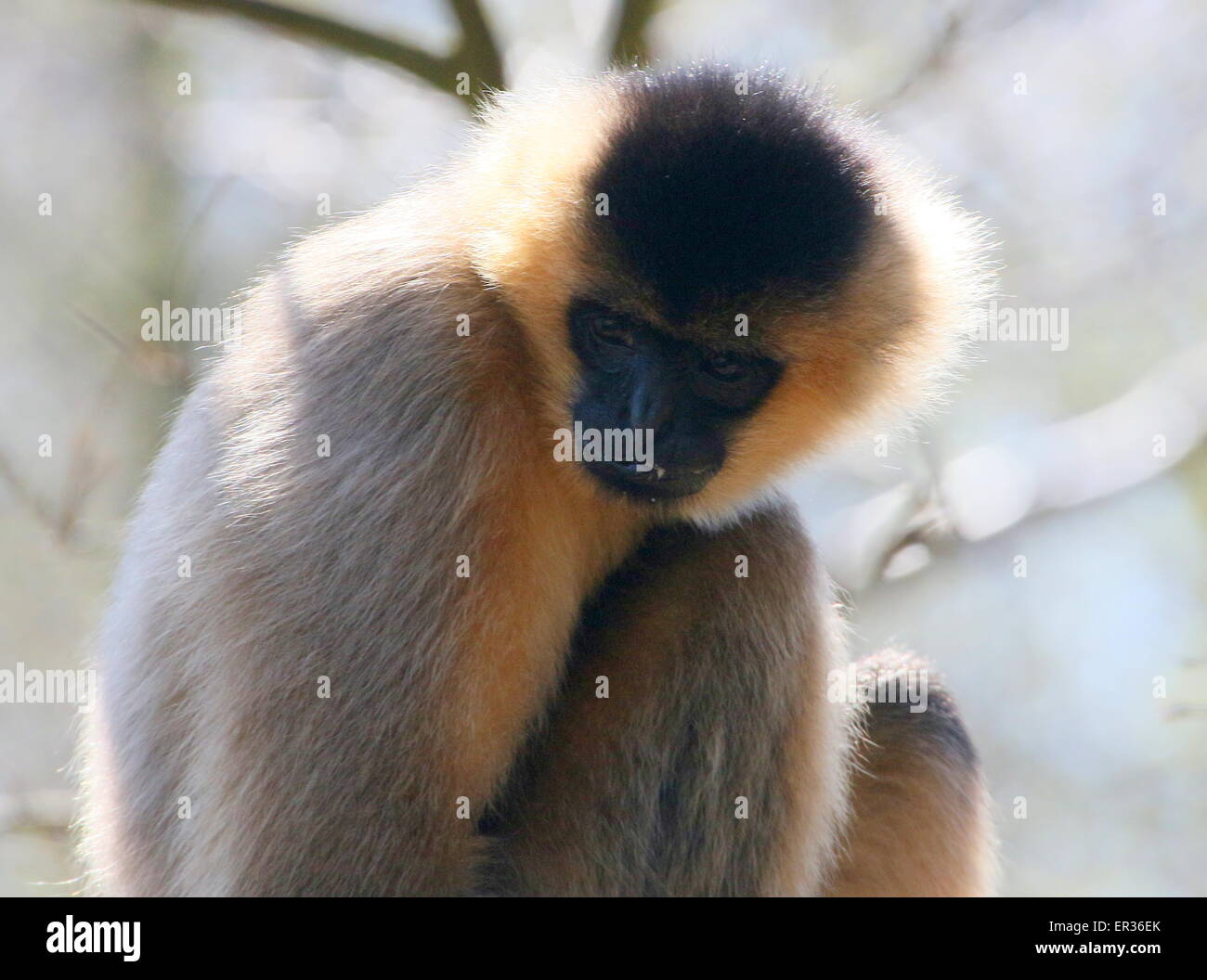 Female Southeast Asian Northern white cheeked gibbon (Nomascus ...
